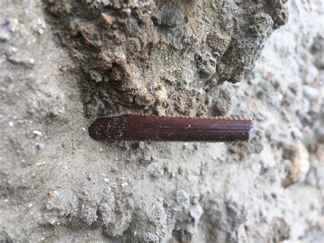 Stingray Barb Member Collections The Fossil Forum