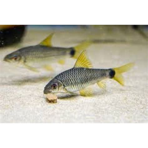 Reticulated Algae Eater Buy Aquarium Fish