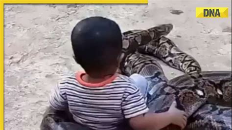 Babe Fearlessly Plays With Massive Python Viral Video Terrifies Internet