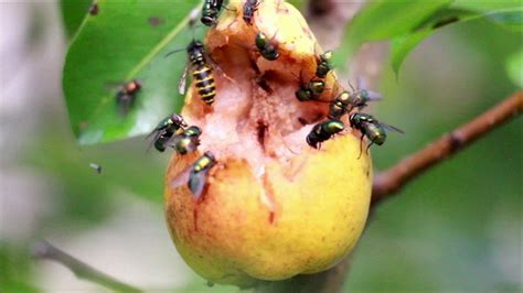 Spoiled Fruit