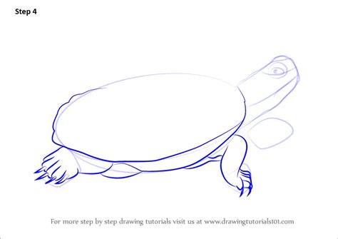 How To Draw A Pond Slider Turtles And Tortoises Step By Step