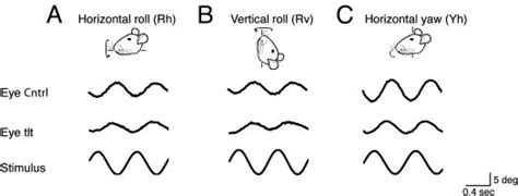 Example Of Compensatory Eye Movements During Sinusoidal Rotation In Download Scientific Diagram