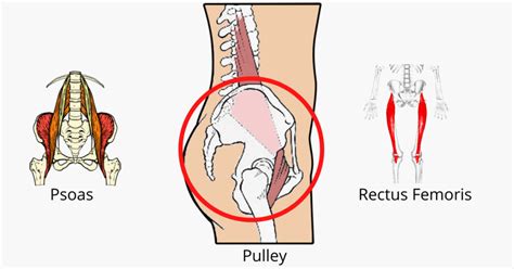 The Painful Relationship Of The Psoas And Rectus Femoris
