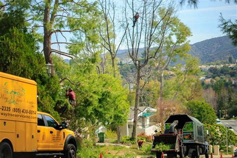 Tree Trimming Los Angeles Your Way Tree Service Inc