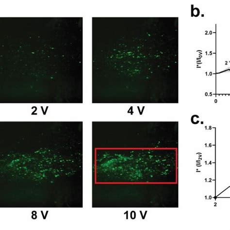 Dep Particle Trapping Of Fluorescently Labeled Ps Particles A Download Scientific Diagram
