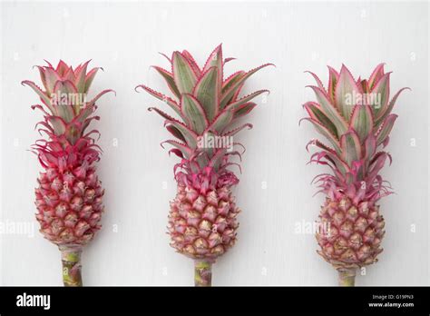Mini Rosa Ananas Stockfotografie Alamy