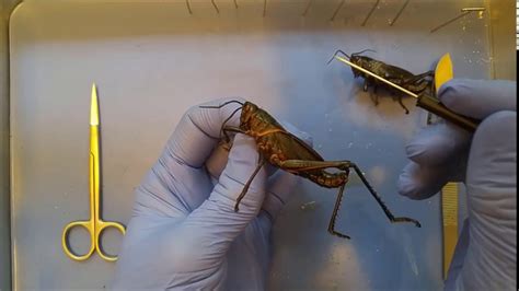 Grasshopper Dissection Youtube