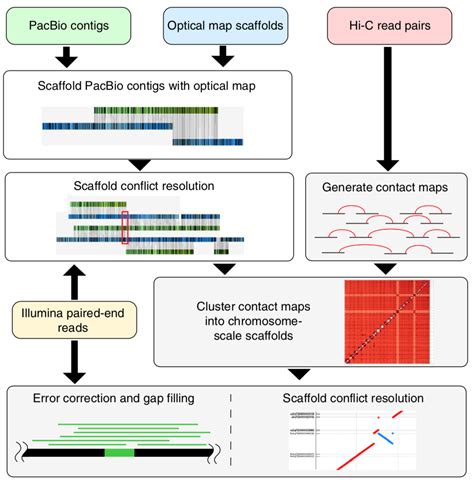 Challenges In Cannabis Genome Sequencing For Genetic Tracking And