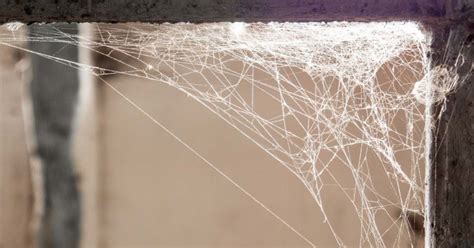 Identifying Spiders By Their Webs A Guide To Common Australian Spiders