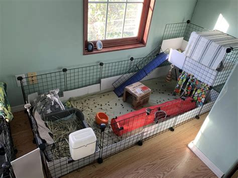21 Creative Guinea Pig Cage Ideas Thepetenthusiast