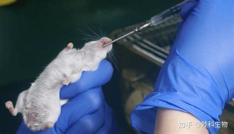 睦科生物实操视频图文 实验大、小鼠灌胃给药过程和操作细节 知乎