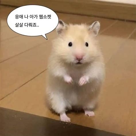 응애 나 아가 웹소켓 살살 다뤄죠 노트폴리오 디자이너 · 창작자 커뮤니티