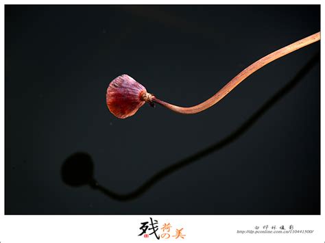 残荷之美摄影图片大庆鹤鸣湖生态摄影 白桦林摄影 太平洋电脑网摄影部落