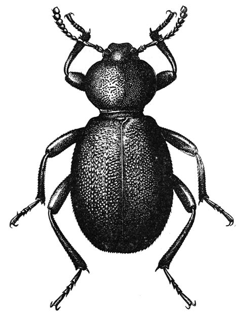Eleodes Pimelioides Desert Stink Beetle Identification Facts And