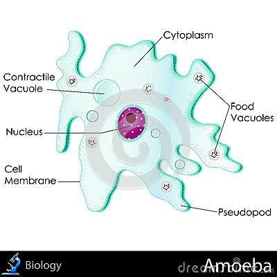 The Structure Of An Amoeba Diagram Quizlet