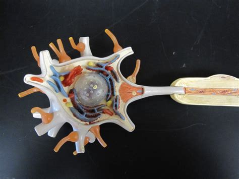 Lab Exam Neuron Diagram Quizlet
