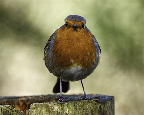 Rf Sr7 1  Canon Rf Shooters Forums