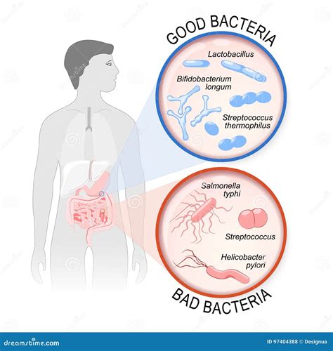 Probiotics Gut Flora Good And Bad Bacteria Stock Vector