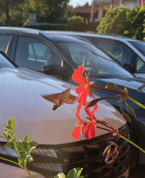 I Say Hummingbird Girlfriend Says Bug… What Is It R Whatisthisbug