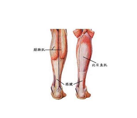 人体肌腱分布图 图库 五毛网