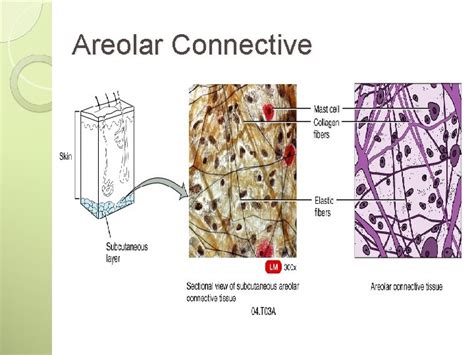 Connective Tissue Connective Tissue Functions Protecting Supporting Binding