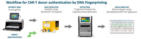 Supporting Car T Cell Therapy With Str Analysis Promega Connections