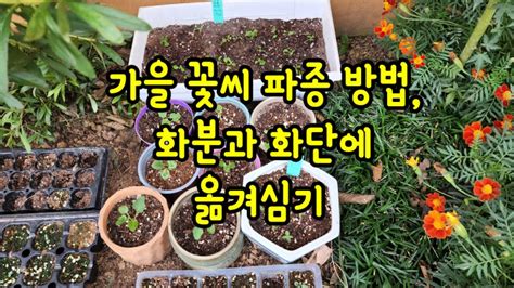 가을꽃씨 파종방법화분과 화단노지에 옮겨심기 Youtube