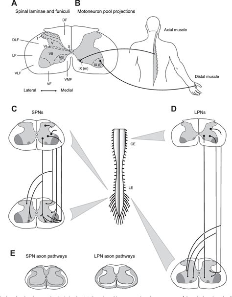 Table 1 From The Role Of Propriospinal Interneurons In Recovery From