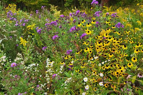 Aster Identification Workshop Hawthorne Valley Farm Store