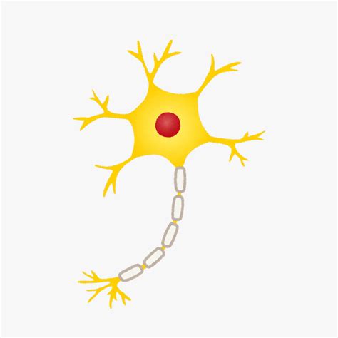 Your Nerve Function Depends Upon Spinal Health