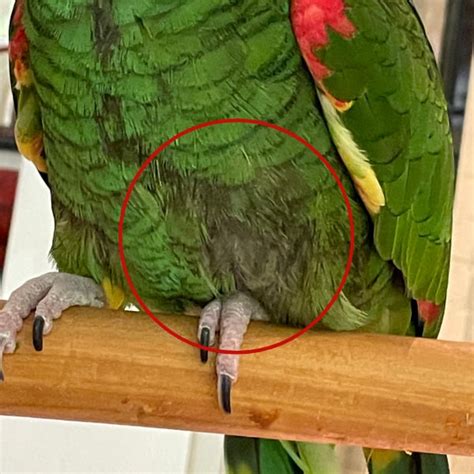 Why Is My 36 Year Old Amazon Showing Dark Feather Patches Windy City