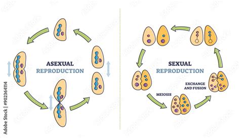 Asexual Vs Sexual Cellular Reproduction Types Comparison Outline