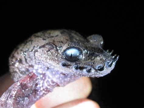 Emei Mustache Toad The Spiky Mustache Amphibian