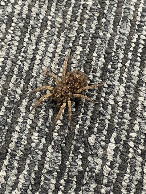 Pretty Mama Rspiders