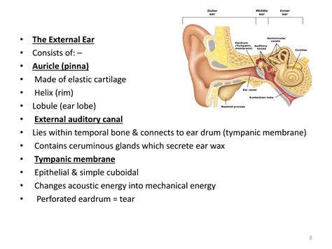 Anatomy 1 The Anatomy And Physiology Of Human Ear Pptx