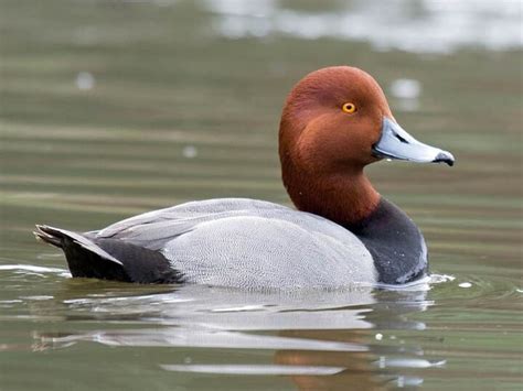 Canvasback Duck Canvasback Species Info And Hunting Ramsey Russells