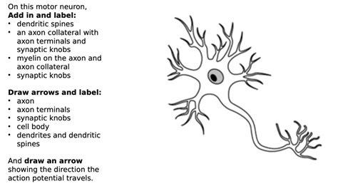 Solved On This Motor Neuron Add In And Label Dendritic Spines An Axon Collateral With Axon