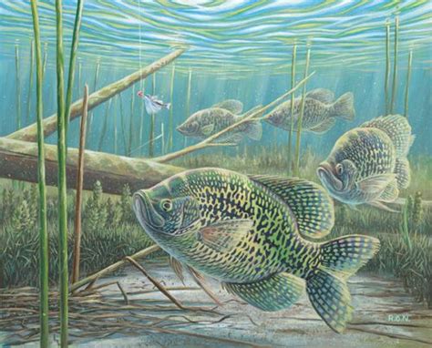 Crappie Wildlife Art Fish Artwork Fish Art