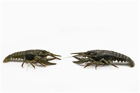흰색 배경에 강에서 두 신선한 가재 또는 랍스터 서로 에 두 가재 보기 갈고리 발톱에 대한 스톡 사진 및 기타 이미지 갈고리