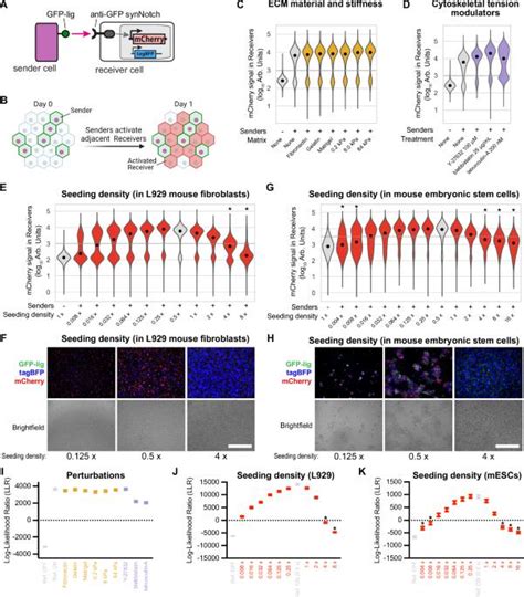 Naisargee Jain On Linkedin Control Of Spatio Temporal Patterning Via Cell Growth In A