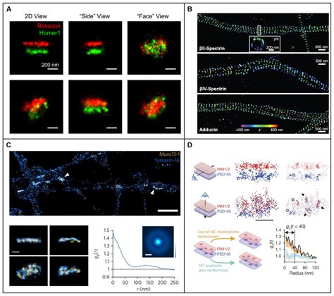 Examples Of 3d Single Molecule Super Resolution Imaging In Neurons And