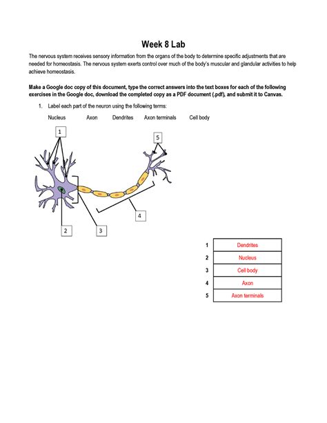 Week 8 Lab Answers Week 8 Lab The Nervous System Receives Sensory Information From The Organs