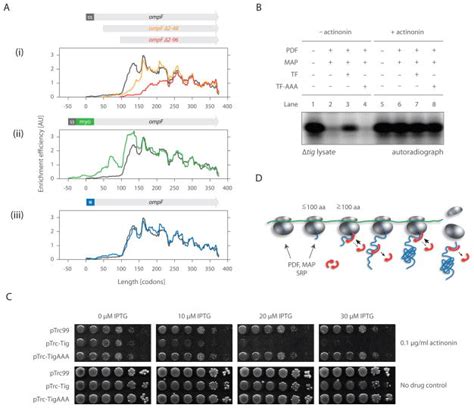 Selective Ribosome Profiling Reveals The Cotranslational Chaperone Action Of Trigger Factor In