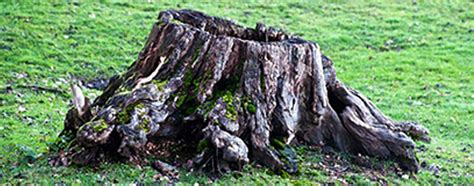 Comparing The Different Methods For Tree Stump Removal