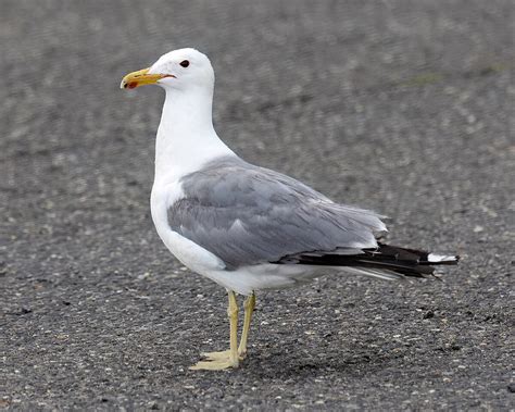 California Gull Wikipedia