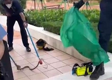 黑沙泳池花圃滑鼠蛇出沒 消防到場捕獲｜即時新聞｜港澳｜oncc東網
