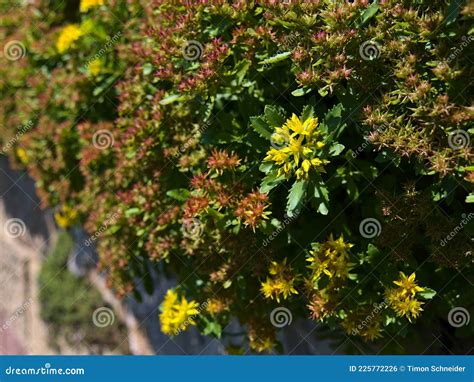 Sedum Hybridum Plant Sedum Hybridum Close Up A Living Carpet Of