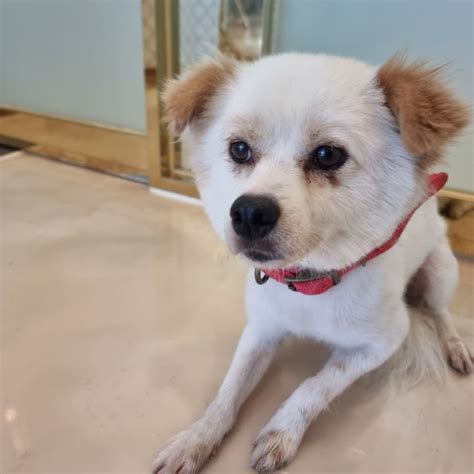 천안 2022 0075 하이브리드견 해피 책임분양 강아지입양 고양이입양 도그마루 입양케어센터 유기견입양 유기견분양