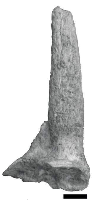 Skull Morphology Of Capromeryx Minor From The Late Pleistocene Of Download Scientific Diagram