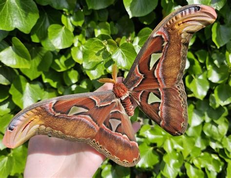 My Most Beautiful Male R Moths